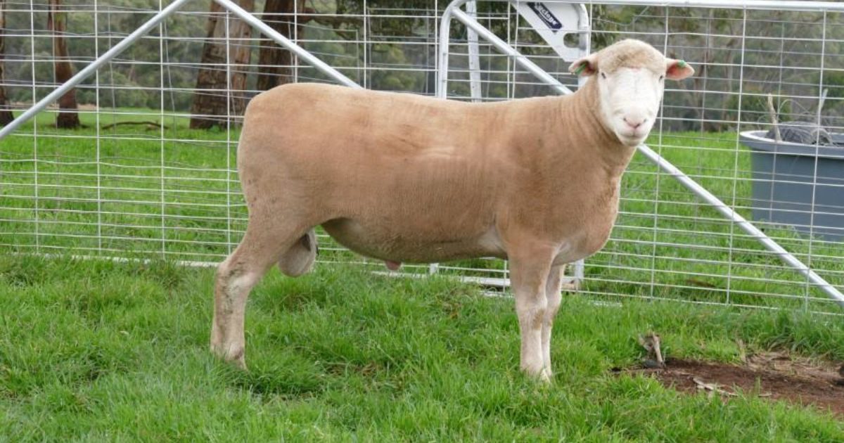 Poll Dorset rams to $6750 in ADC online sale • Australian Poll Dorset ...