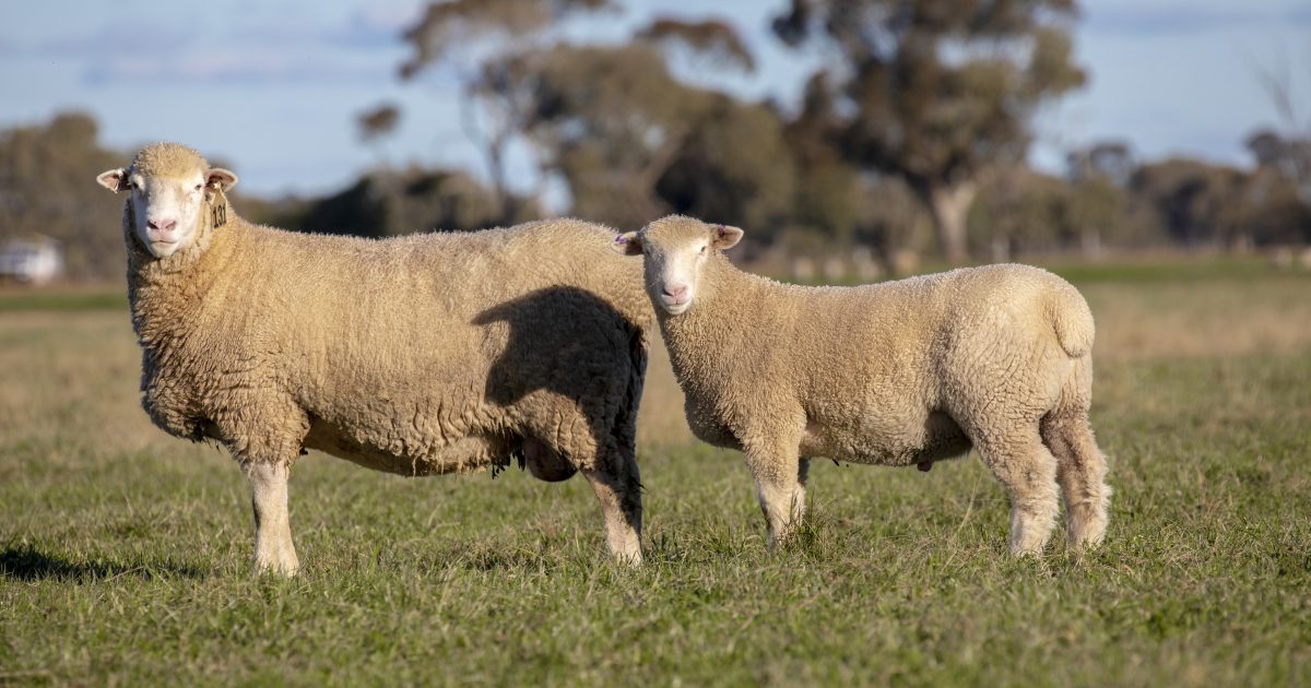 National flock numbers continue to grow • Australian Poll Dorset ...