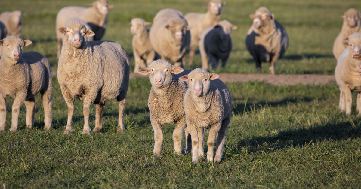 Third biggest lamb production quarter on record • Australian Poll ...