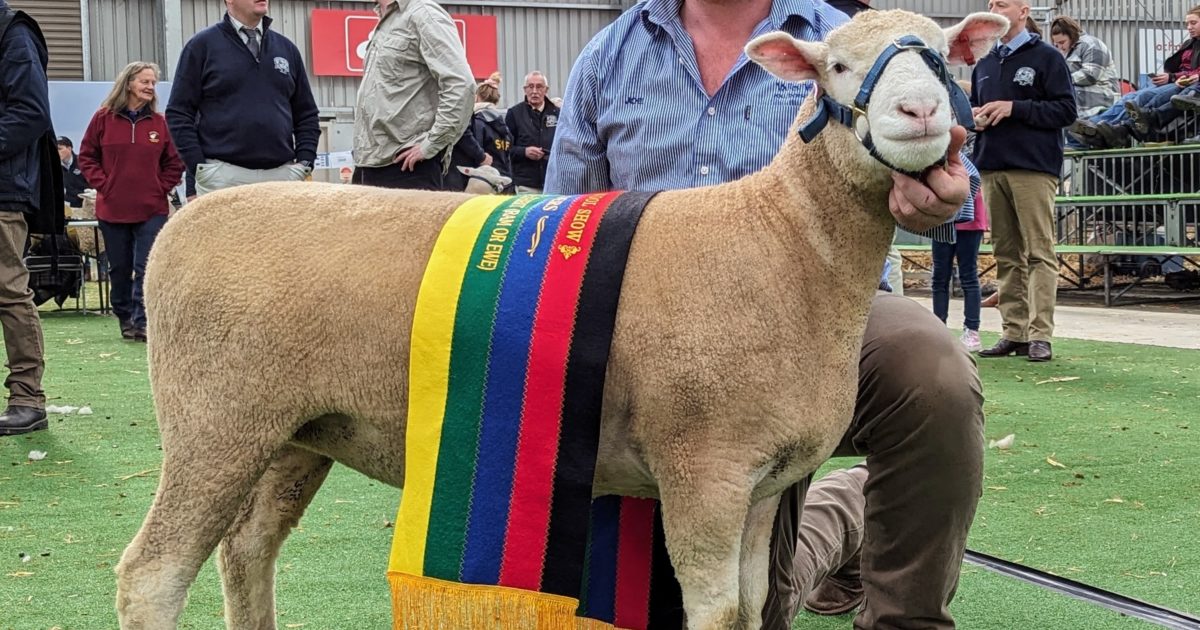 Poll Dorsets shortwool supreme at ASWS • Australian Poll Dorset Association