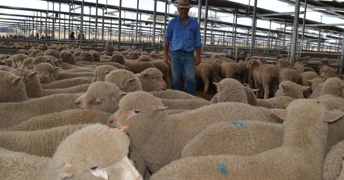 Prime product complimentary to Merinos • Australian Poll Dorset Association