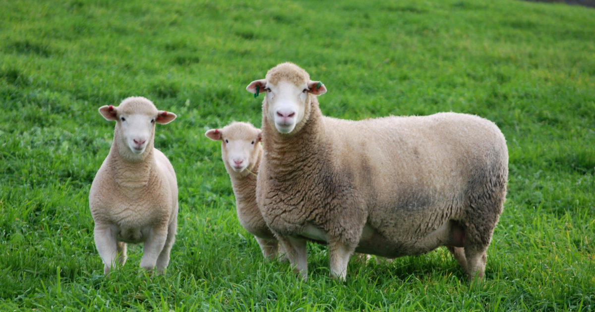 Database Login • Australian Poll Dorset Association