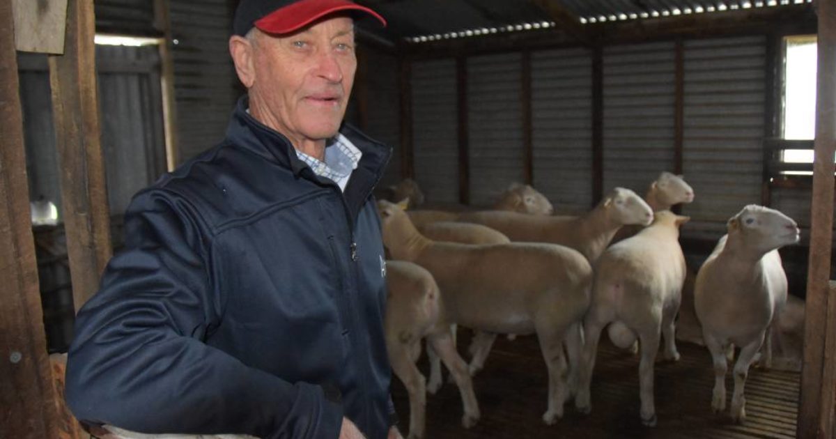 Poll Dorset stalwart Graham Day reflects on breed's progression ...