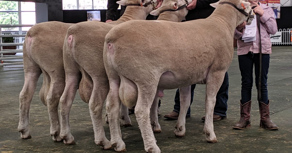 Poll Dorset performance key to upping demand • Australian Poll Dorset ...