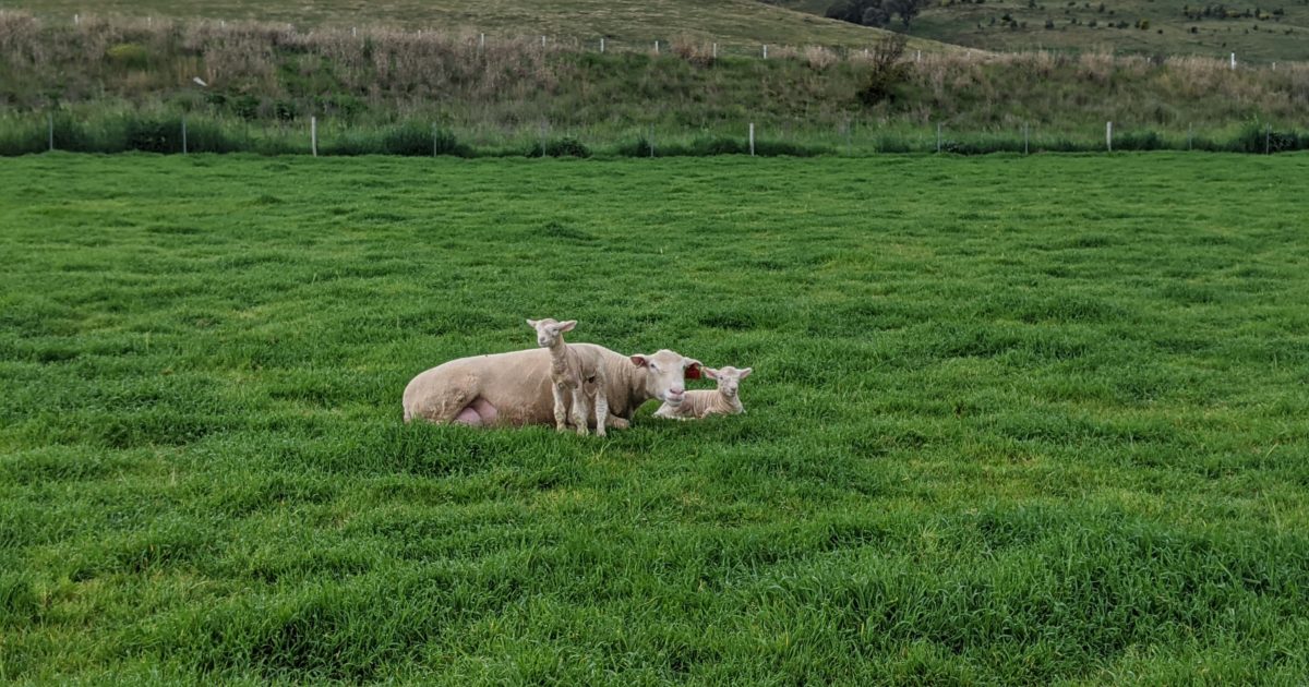 Lamb size crucial to survive and thrive • Australian Poll Dorset ...