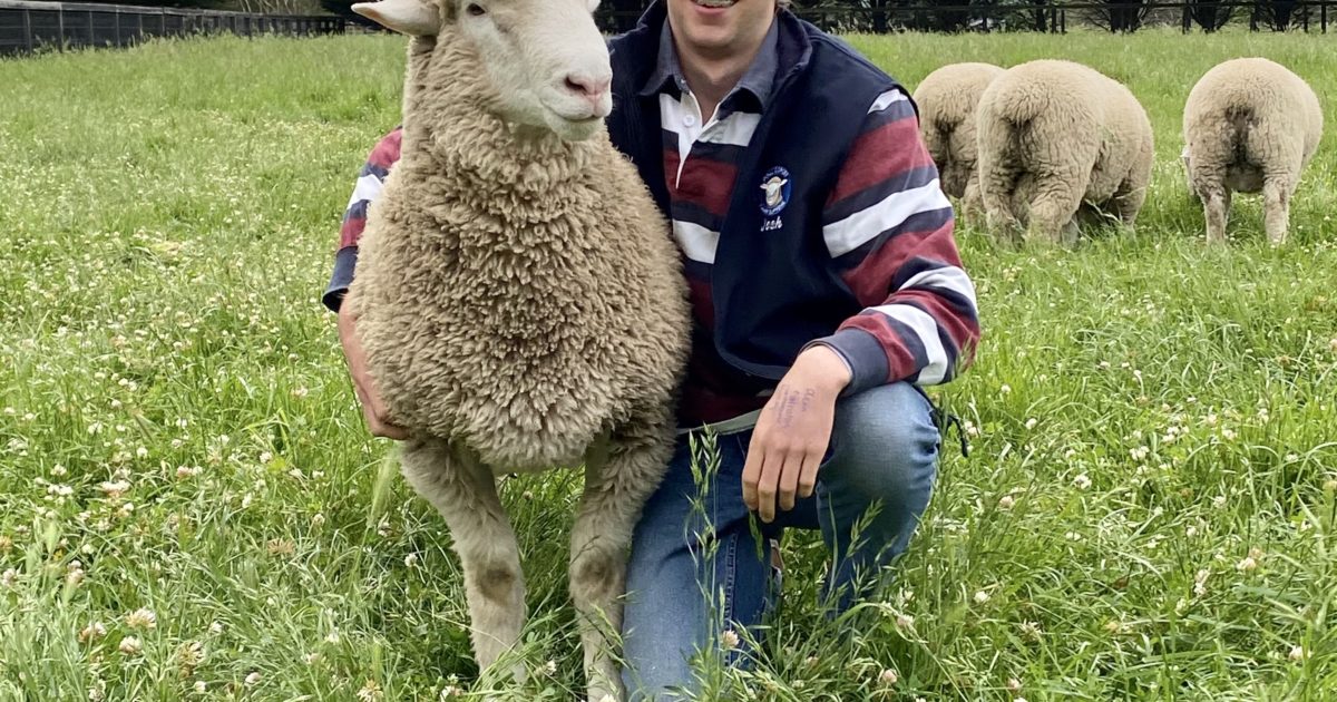 Member Focus: Josh Poulton • Australian Poll Dorset Association