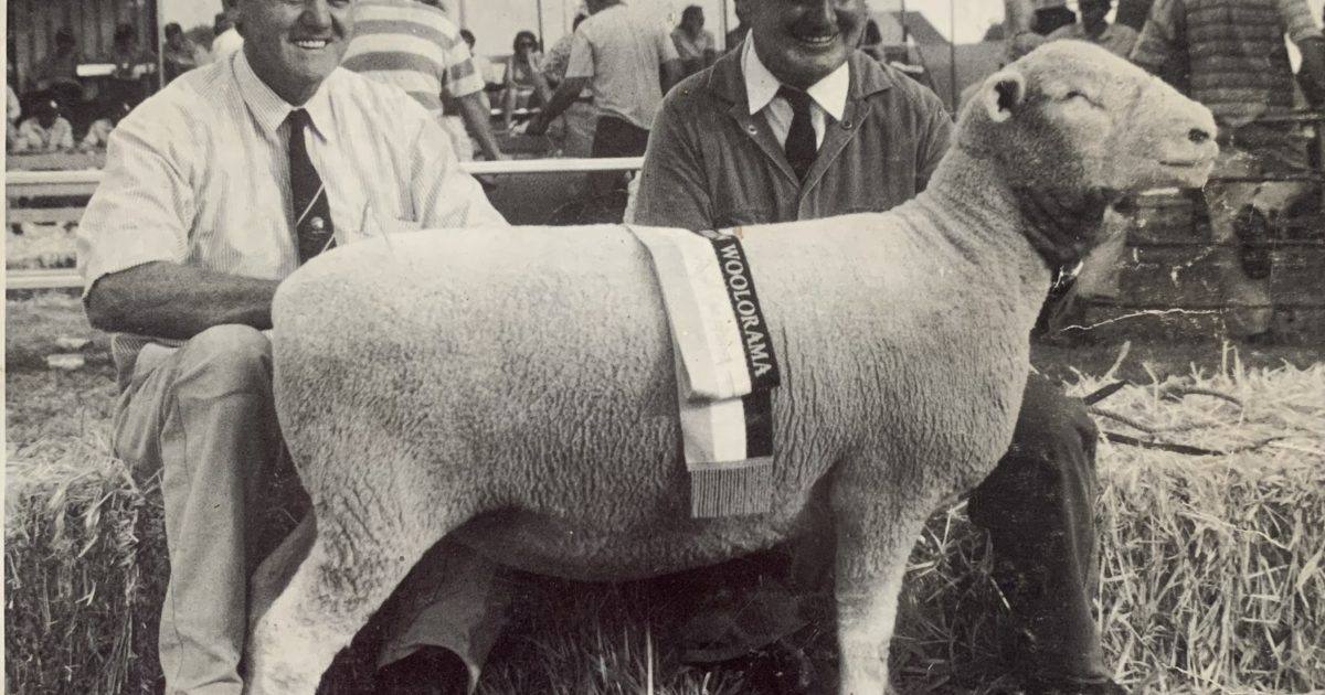 A lifetime of Poll Dorset passion for Max • Australian Poll Dorset ...