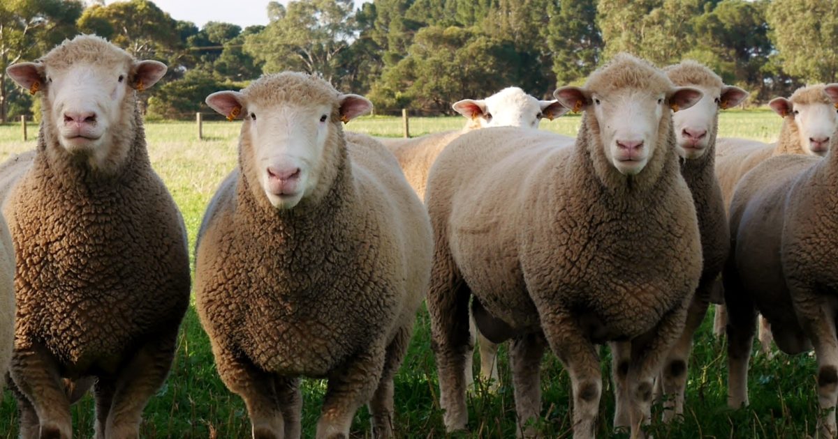 Marketing • Australian Poll Dorset Association