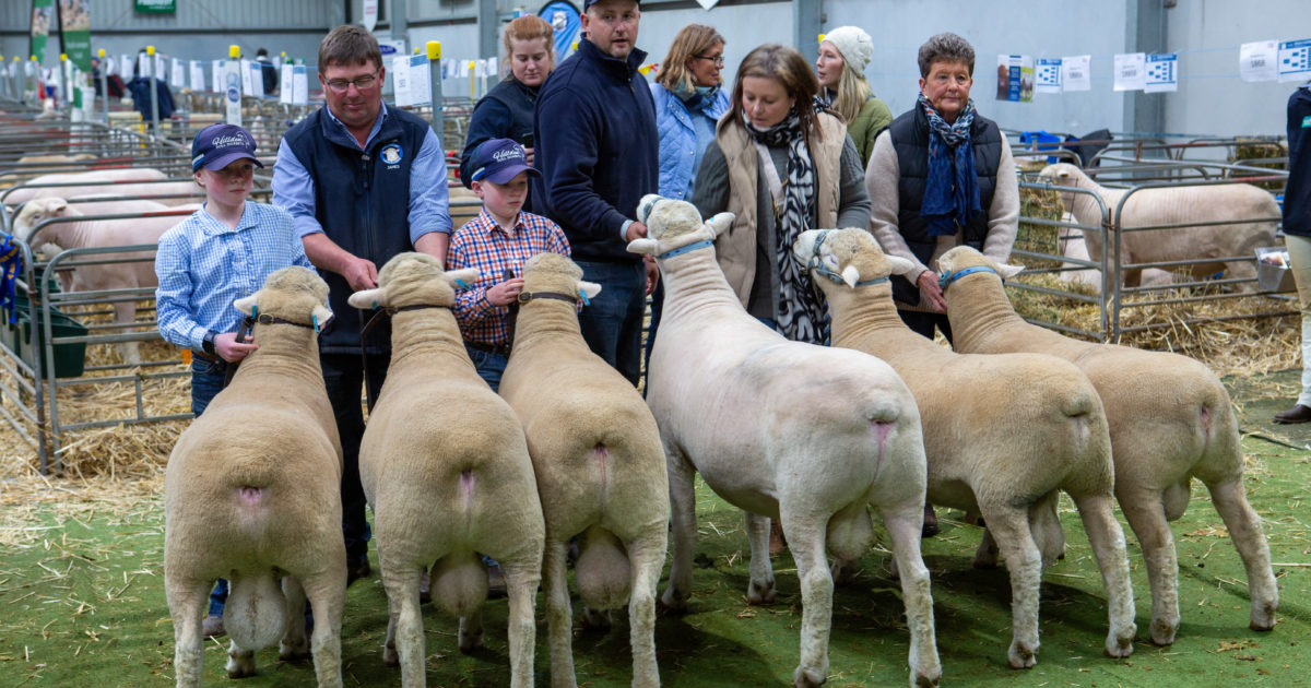 2025 Poll Dorset Judges • Australian Poll Dorset Association