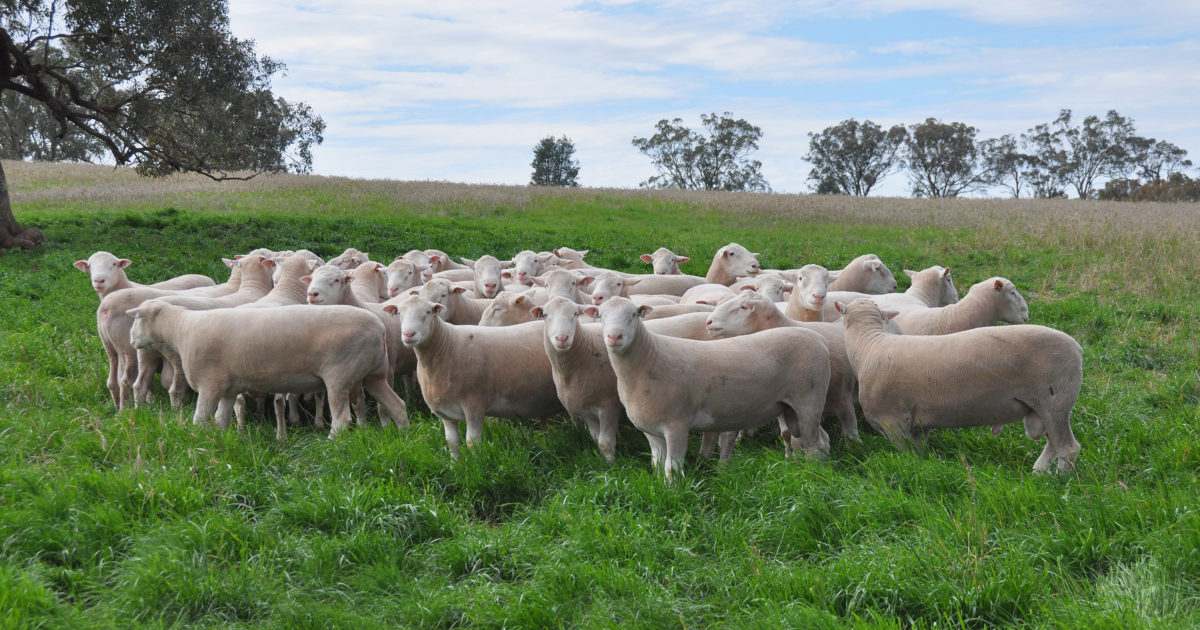 Membership Types • Australian Poll Dorset Association