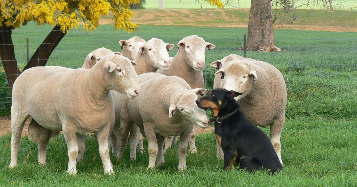 Online Registrations • Australian Poll Dorset Association