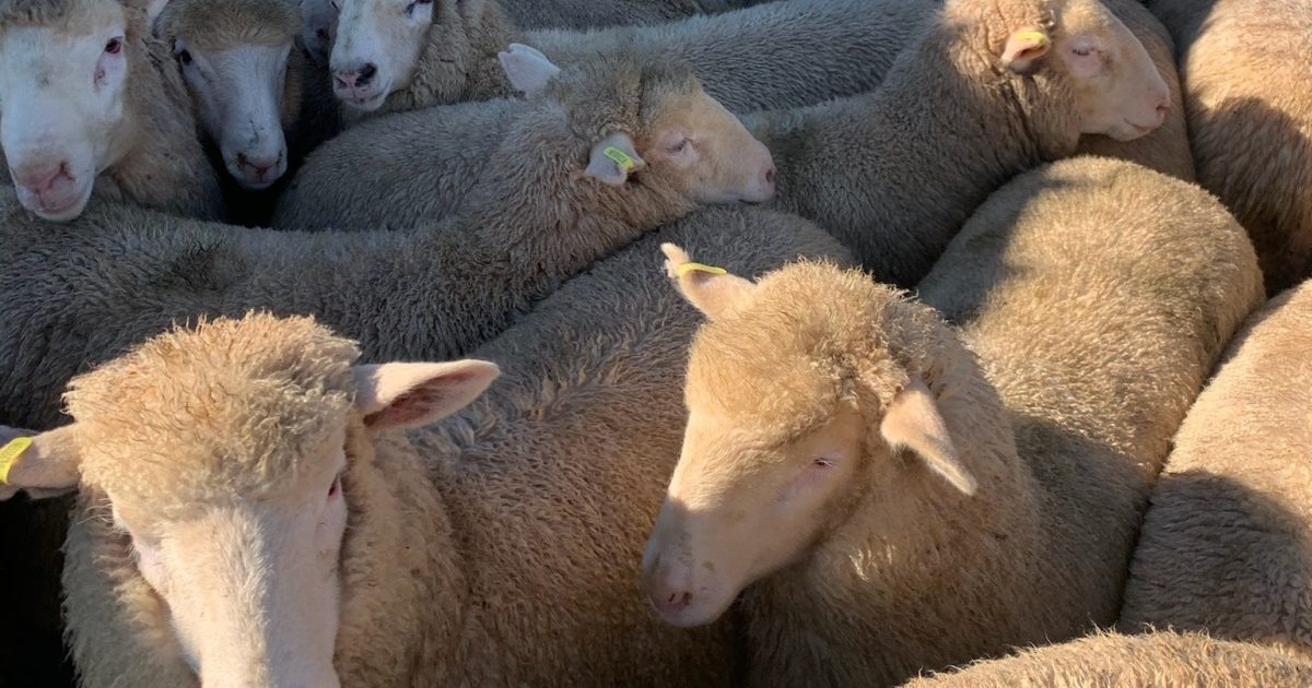 Poll Dorsets break national sucker record - again! • Australian Poll ...