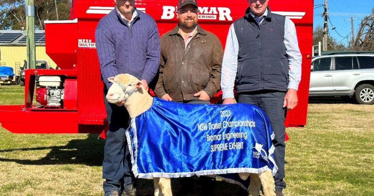 Show Results - 2023 • Australian Poll Dorset Association