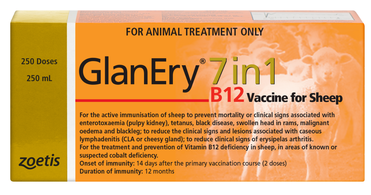 The New Gold Standard Sheep Vaccine • Australian Poll Dorset Association