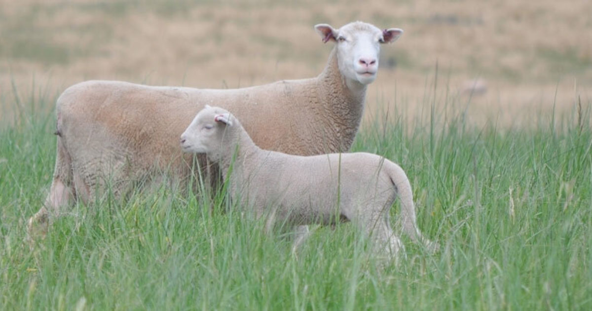 Passion for Poll Dorsets continues for Max • Australian Poll Dorset ...