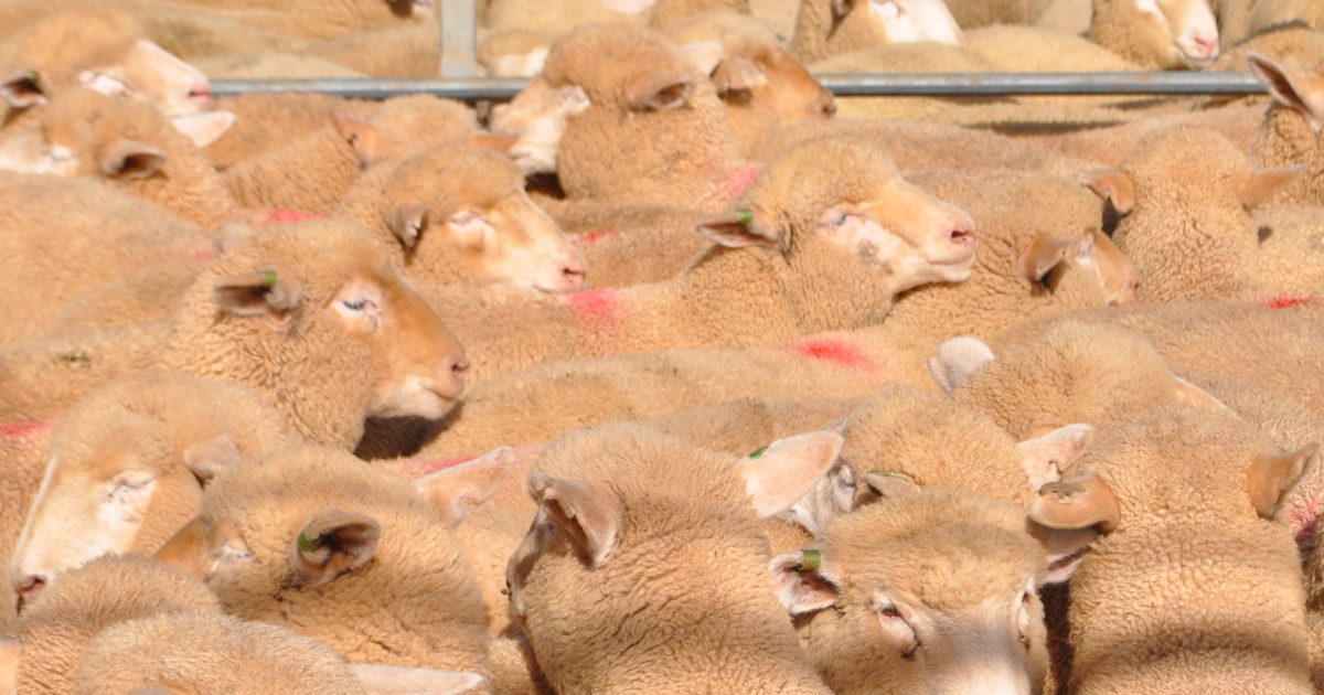 Sheep meat: September quarter 2022 • Australian Poll Dorset Association